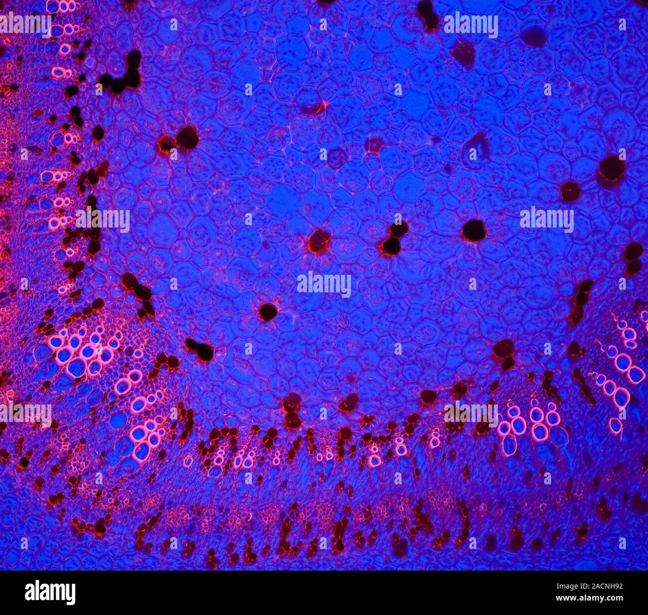 Cotton stem. Laser scanning confocal micrograph (LSCM) of a section ...