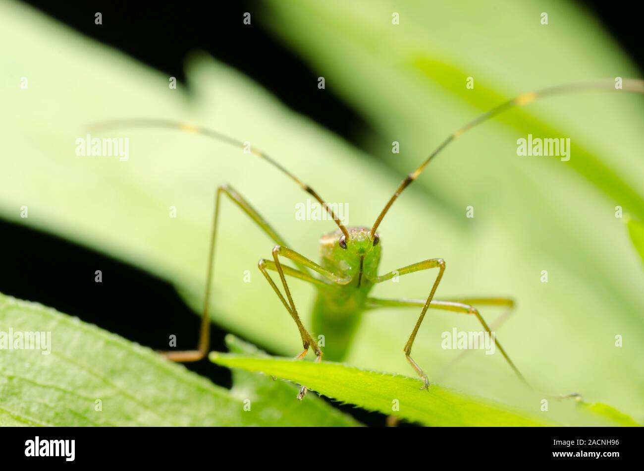 Stink bug (Leptocorisa chinensis) on a leaf. Photographed in South ...
