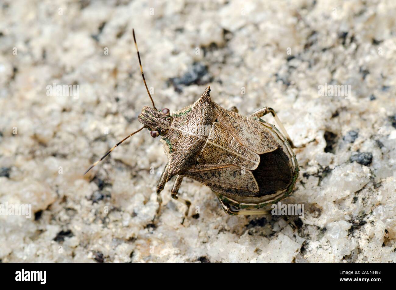 Shield bug (family Pentatomidae) on the ground Stock Photo - Alamy