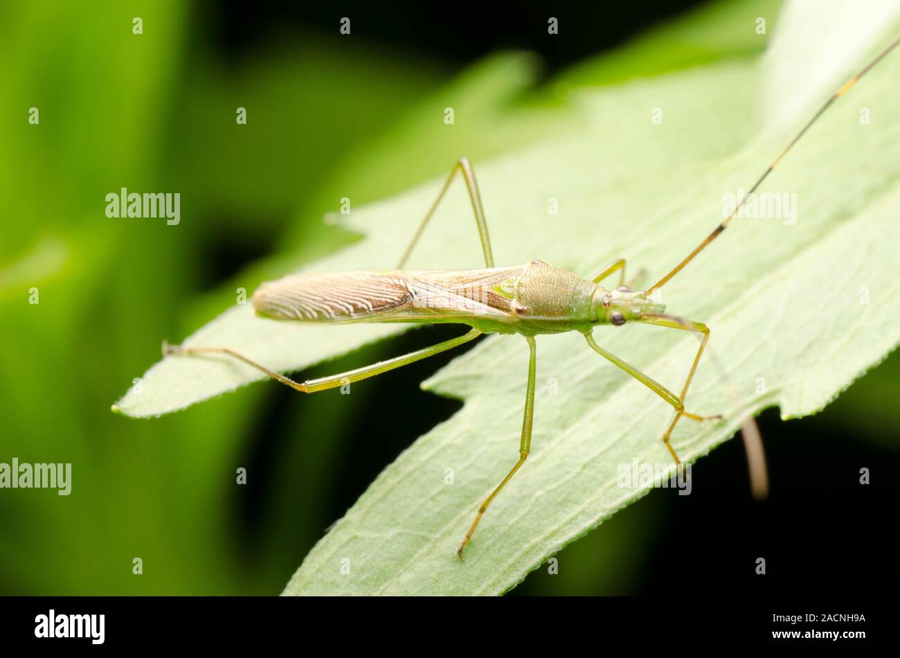 Stink bug (Leptocorisa chinensis) on a leaf. Photographed in South ...