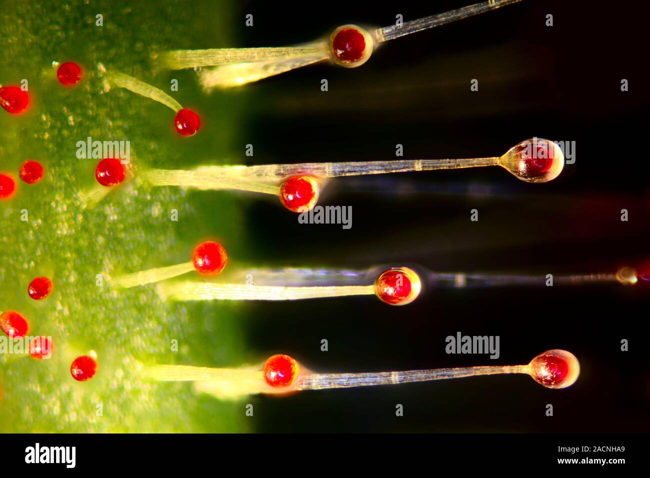 Sundew (Drosera sp.). Light micrograph of a sundew carnivorous plant ...