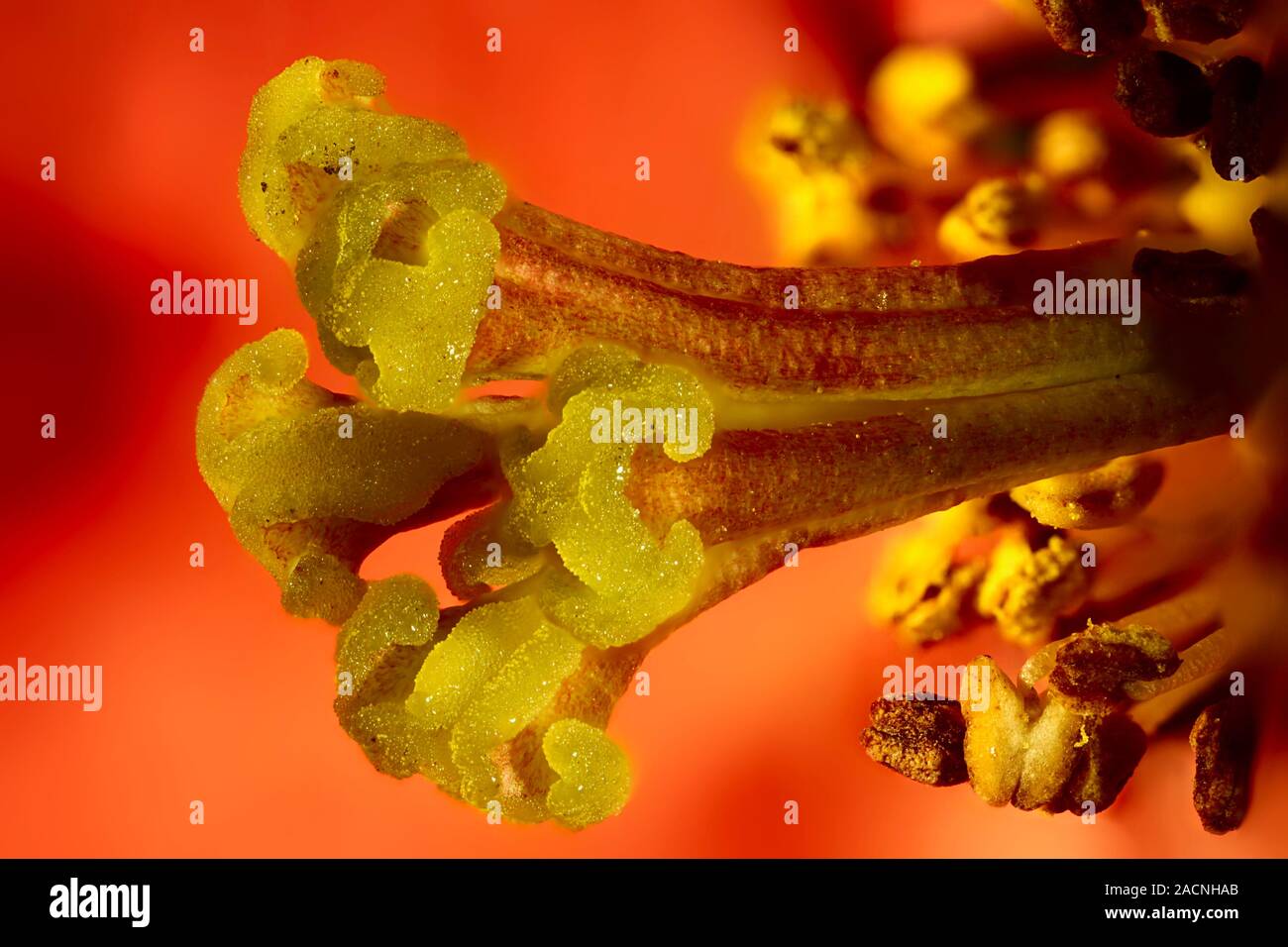 Quince (Cydonia oblonga) flower. Light micrograph of a quince flower ...