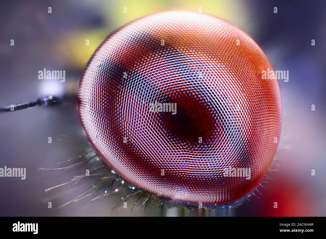 Damselfly eye. Light micrograph showing one of the compound eyes of a ...