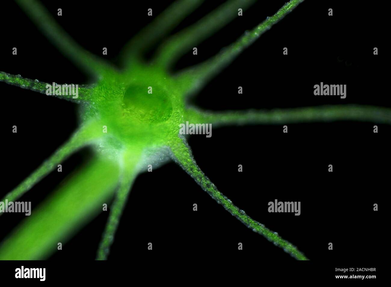 Green hydra. Darkfield illuminated light micrograph of the tentacled ...