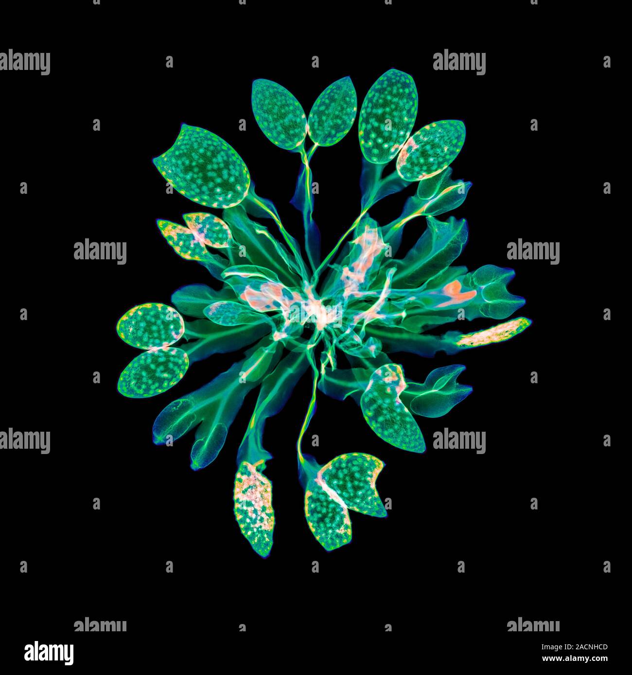 Seaweed, coloured X-ray Stock Photo - Alamy