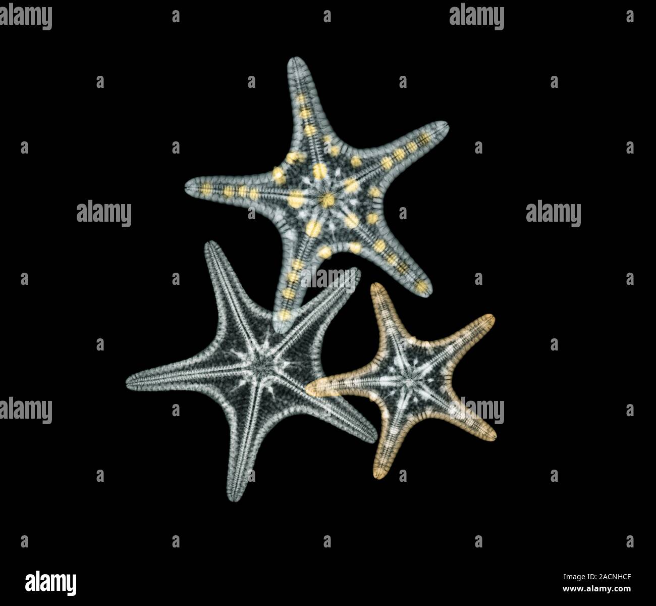 Starfish, coloured X-ray Stock Photo - Alamy