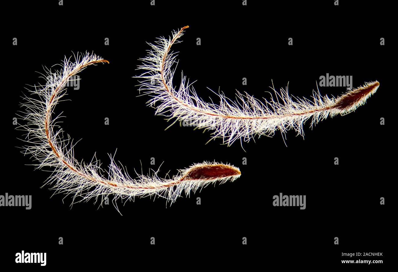White dryas (Dryas octopetala) seeds. Light micrograph of two fruits ...