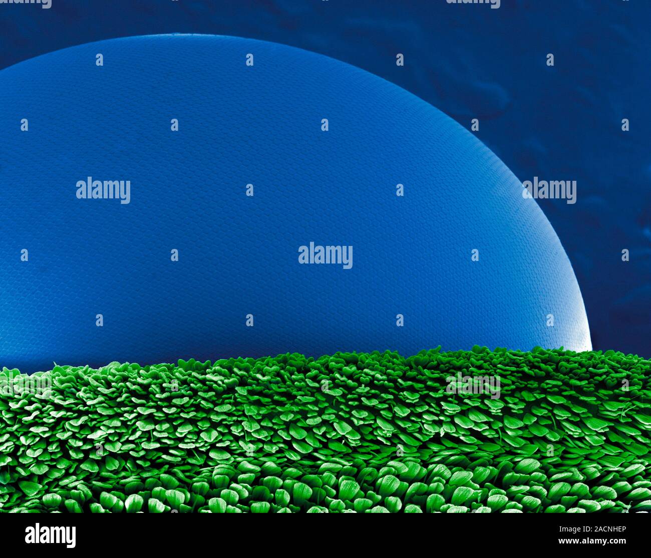 Insect eye, coloured scanning electron micrograph (SEM). Magnification ...