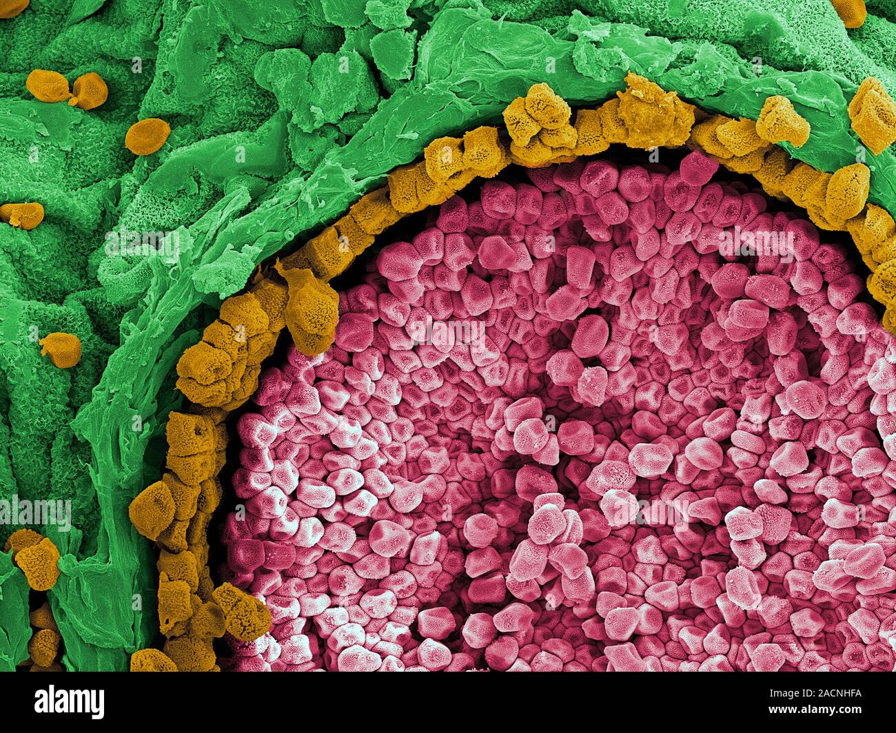 Fungal spores. Coloured scanning electron micrograph (SEM) of a section ...