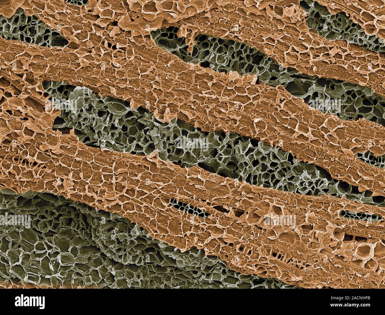 Tree bark, coloured scanning electron micrograph (SEM). Magnification ...