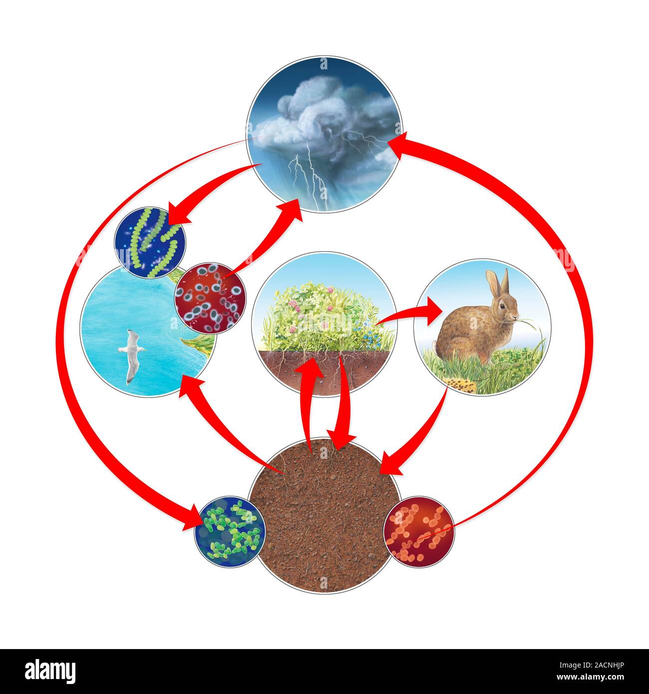 Nitrogen cycle. Diagram illustrating the global nitrogen cycle (red ...