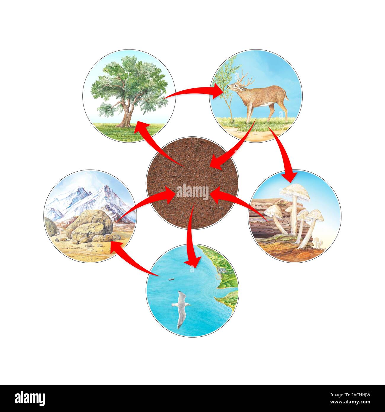 Ciclo Del Fosforo Dibujo