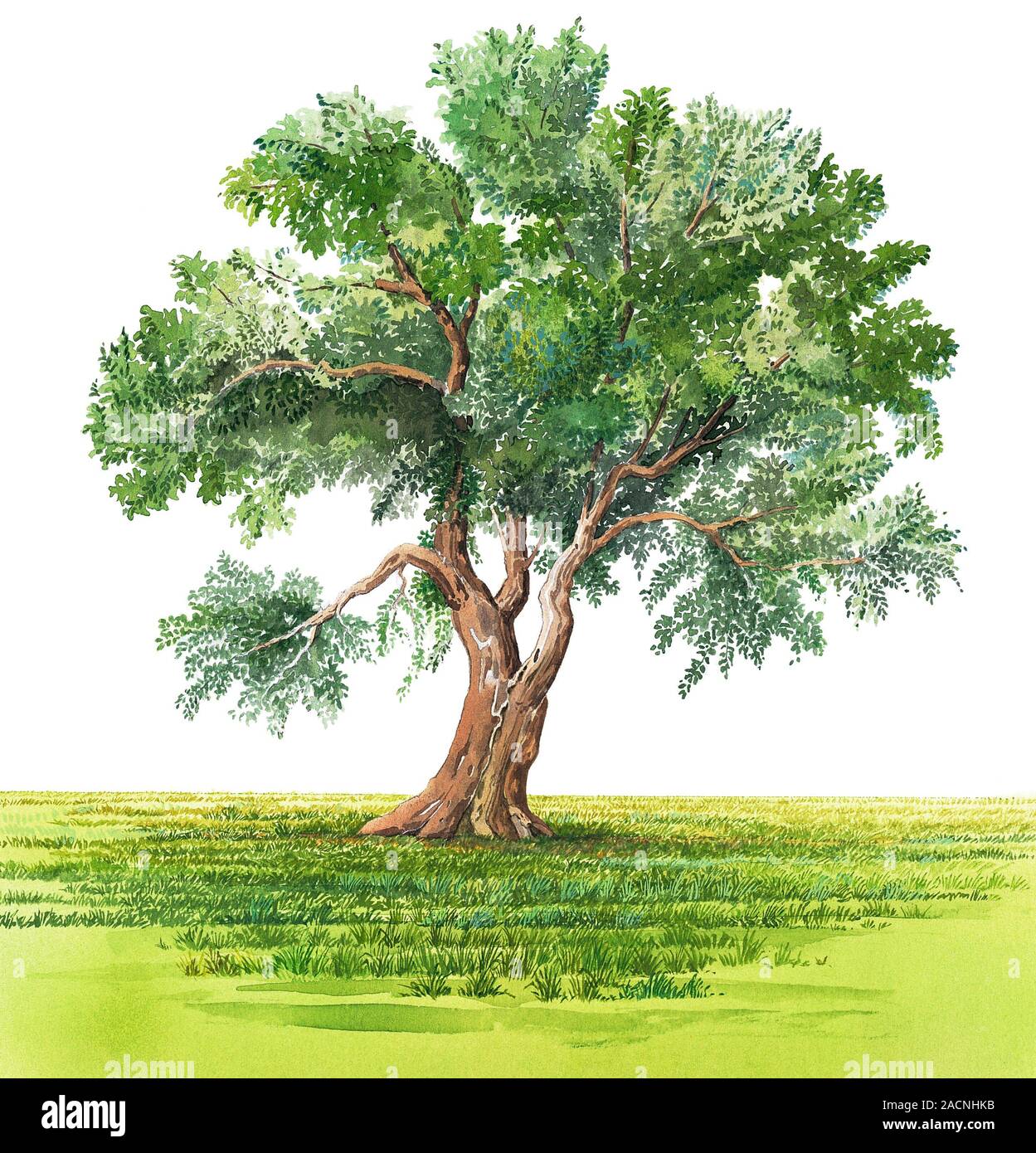 Tree, artwork. Trees are perennial woody plants that can grow to large ...