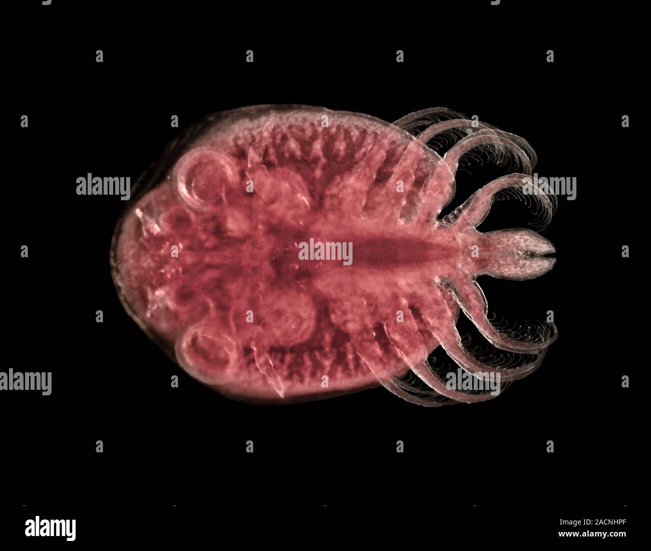 Fish louse. Dark-field illuminated light micrograph of a fish louse ...