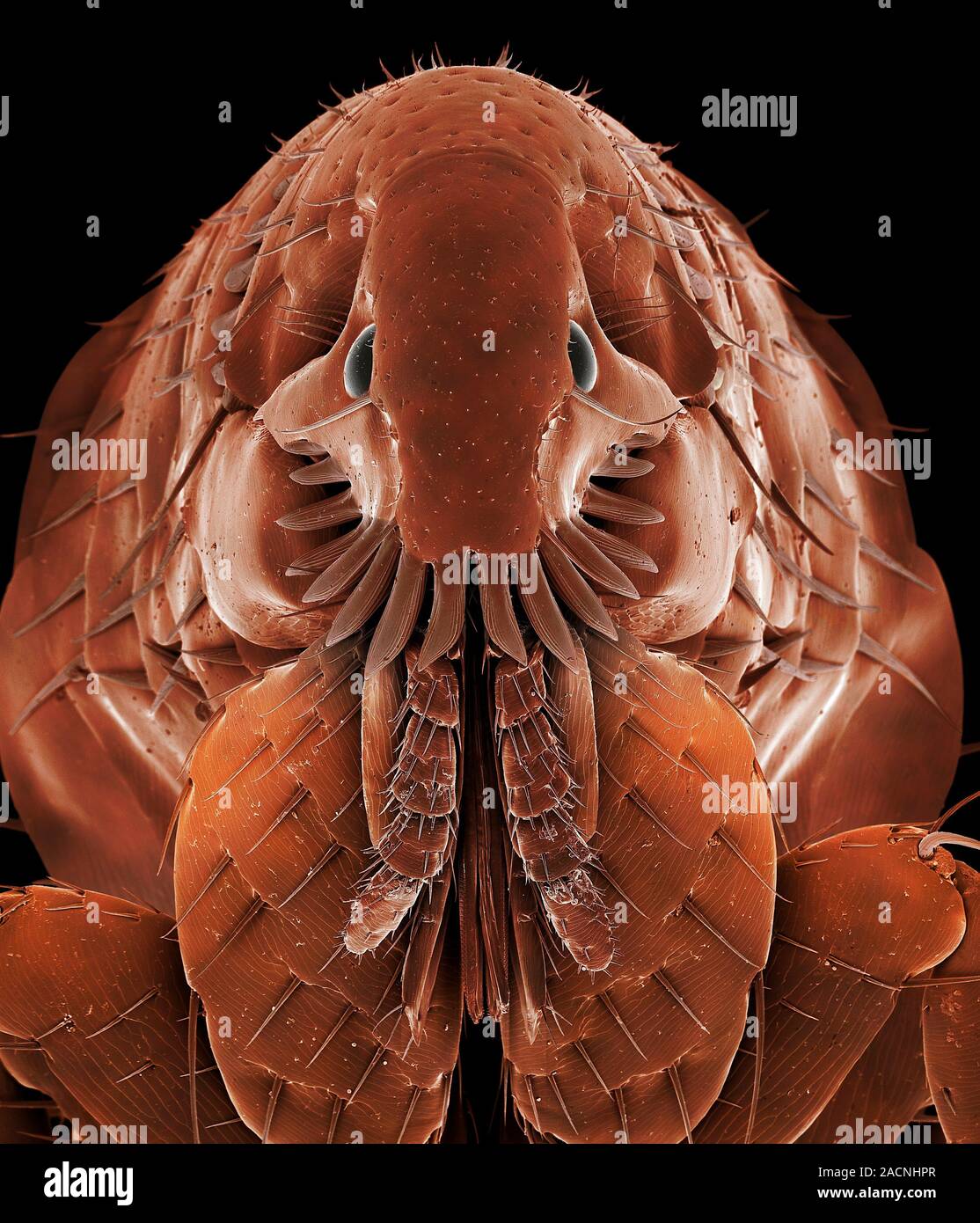 Cat flea head. Coloured scanning electron micrograph (SEM) of the head ...