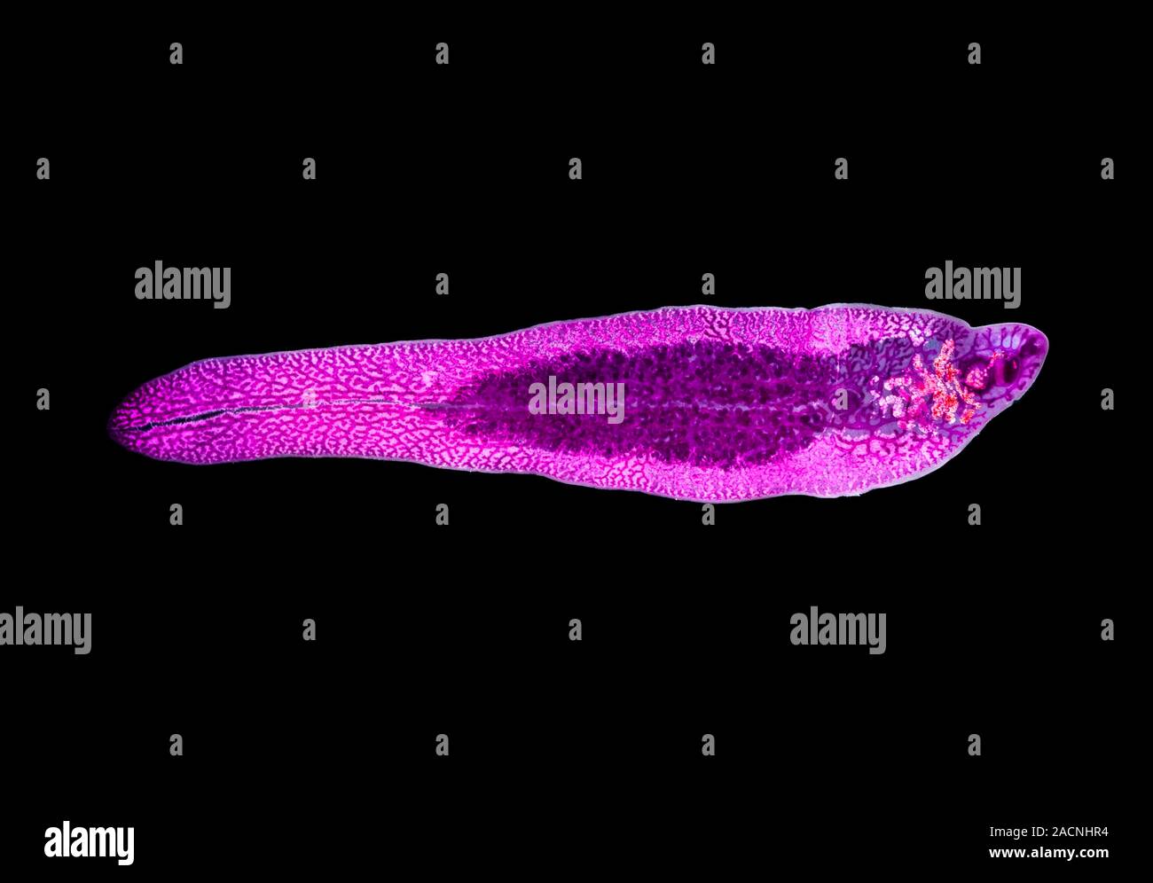 Common liver fluke (Fasciola hepatica). This parasitic trematode ...