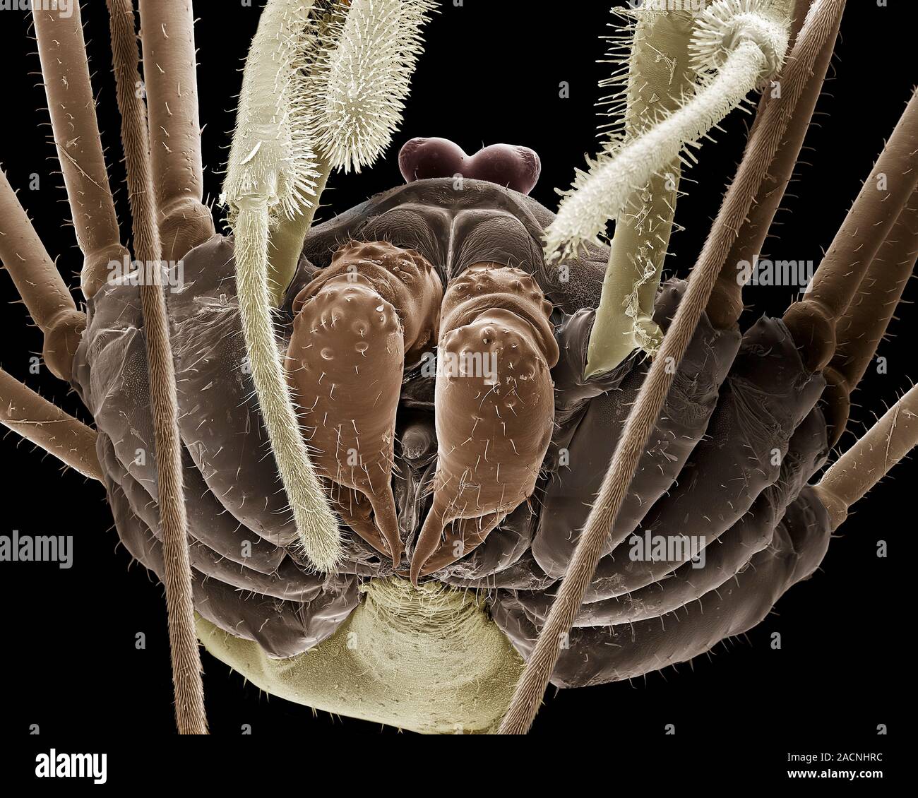 Harvestman spider. Coloured scanning electron micrograph (SEM) of a ...