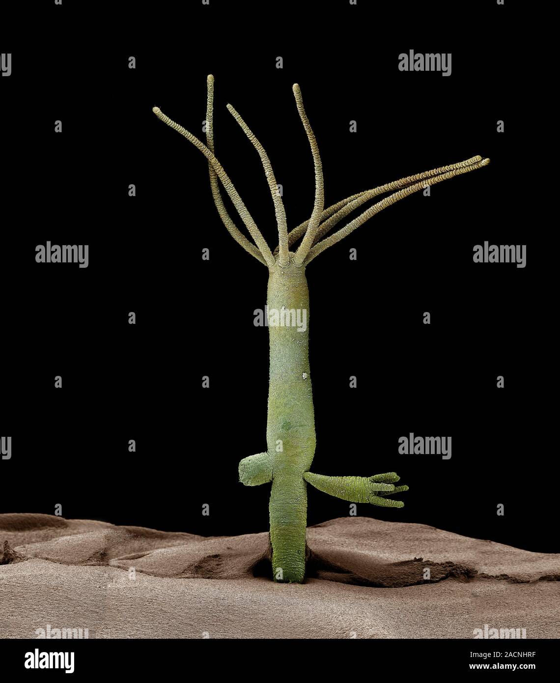 Hydra Budding Coloured Scanning Electron Micrograph Sem Of A Hydra Viridis Freshwater