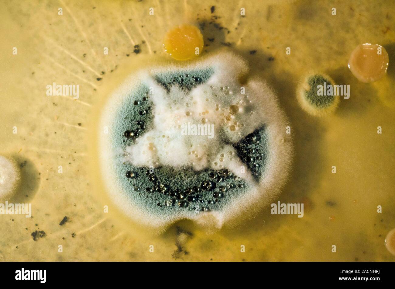 Penicillium colony. Colony of Penicillium chrysogenum fungus growing on ...