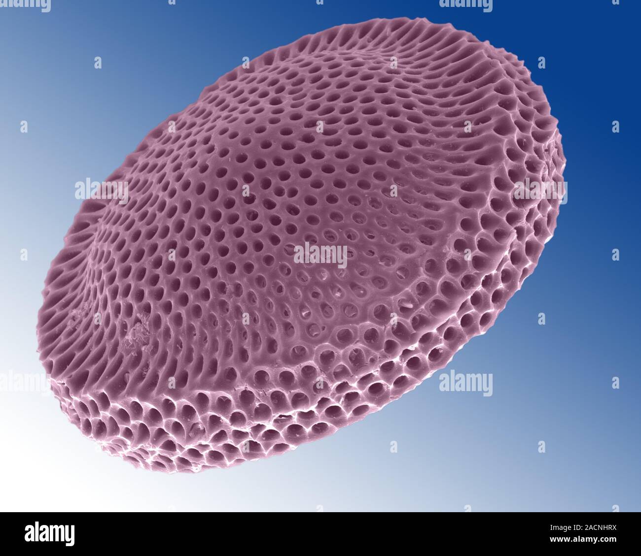 Radiolarian. Coloured scanning electron micrograph (SEM) of the shell ...