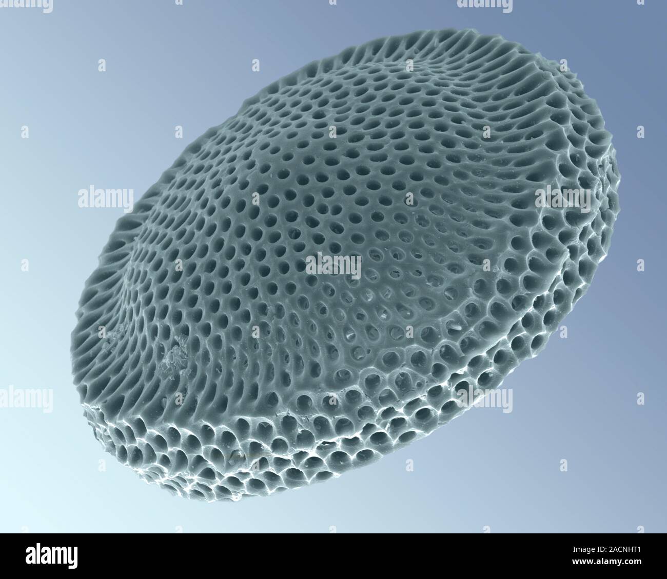 Radiolarian. Coloured scanning electron micrograph (SEM) of the shell ...