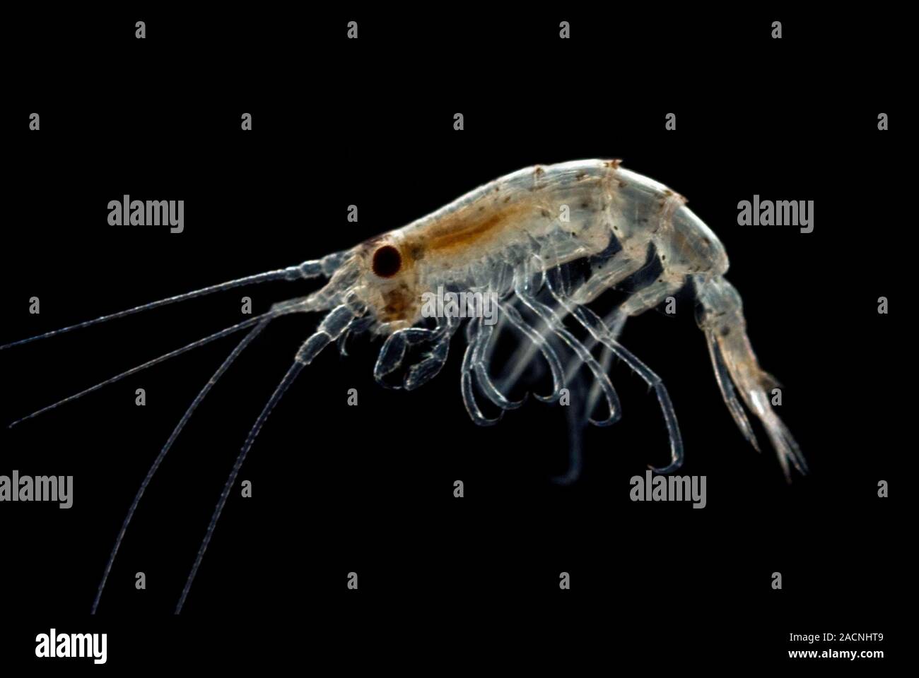 Shrimp. Shrimp are decapod crustaceans Stock Photo - Alamy