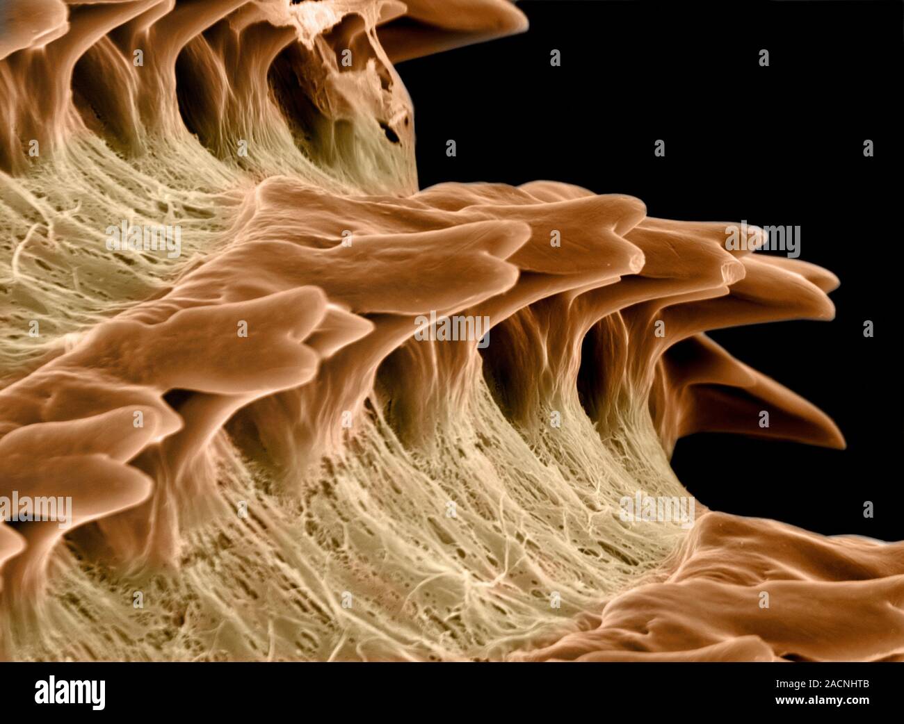 Snail radula. Coloured scanning electron micrograph (SEM) of the ...