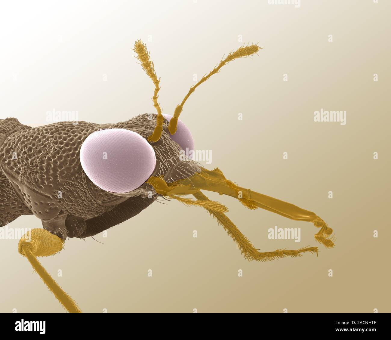 Rove beetle. Coloured scanning electron micrograph (SEM) of the head of ...