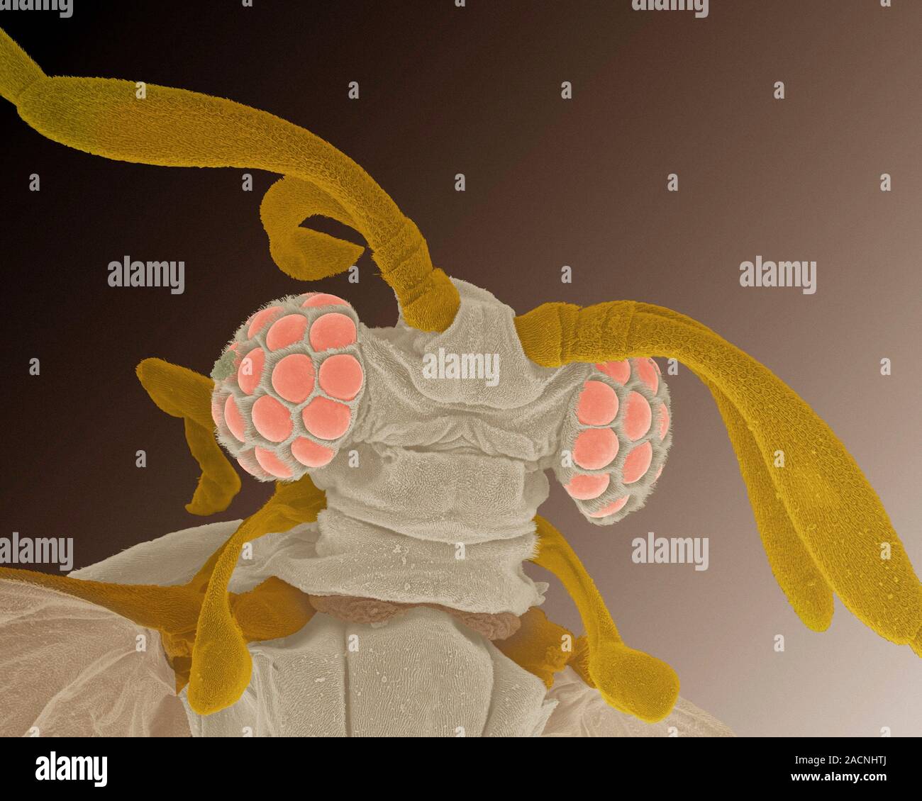 Strepsipteran parasitic insect, coloured scanning electron micrograph ...