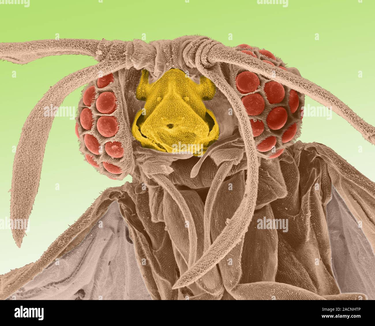 Strepsipteran parasitic insect. Coloured scanning electron micrograph ...