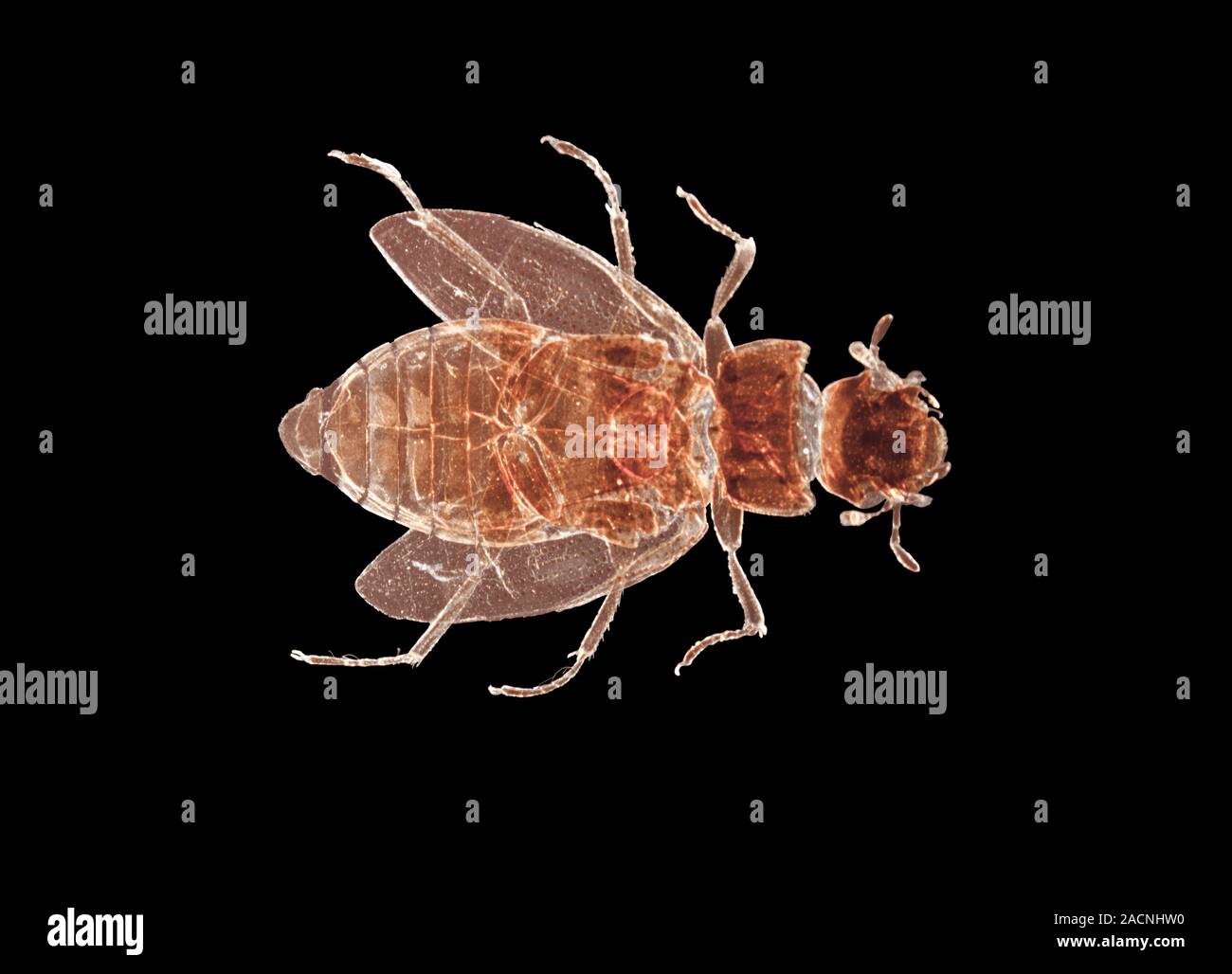 Water beetle. Light micrograph showing the anatomy of a small water ...