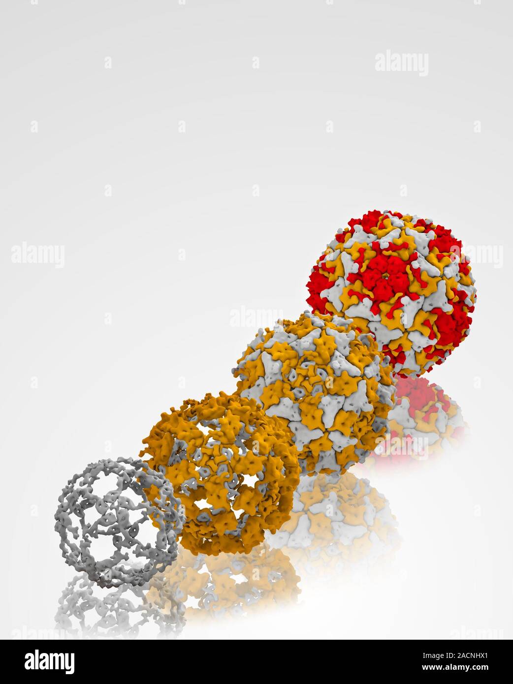 Enterovirus capsid proteins structure. Computer artwork showing how the ...