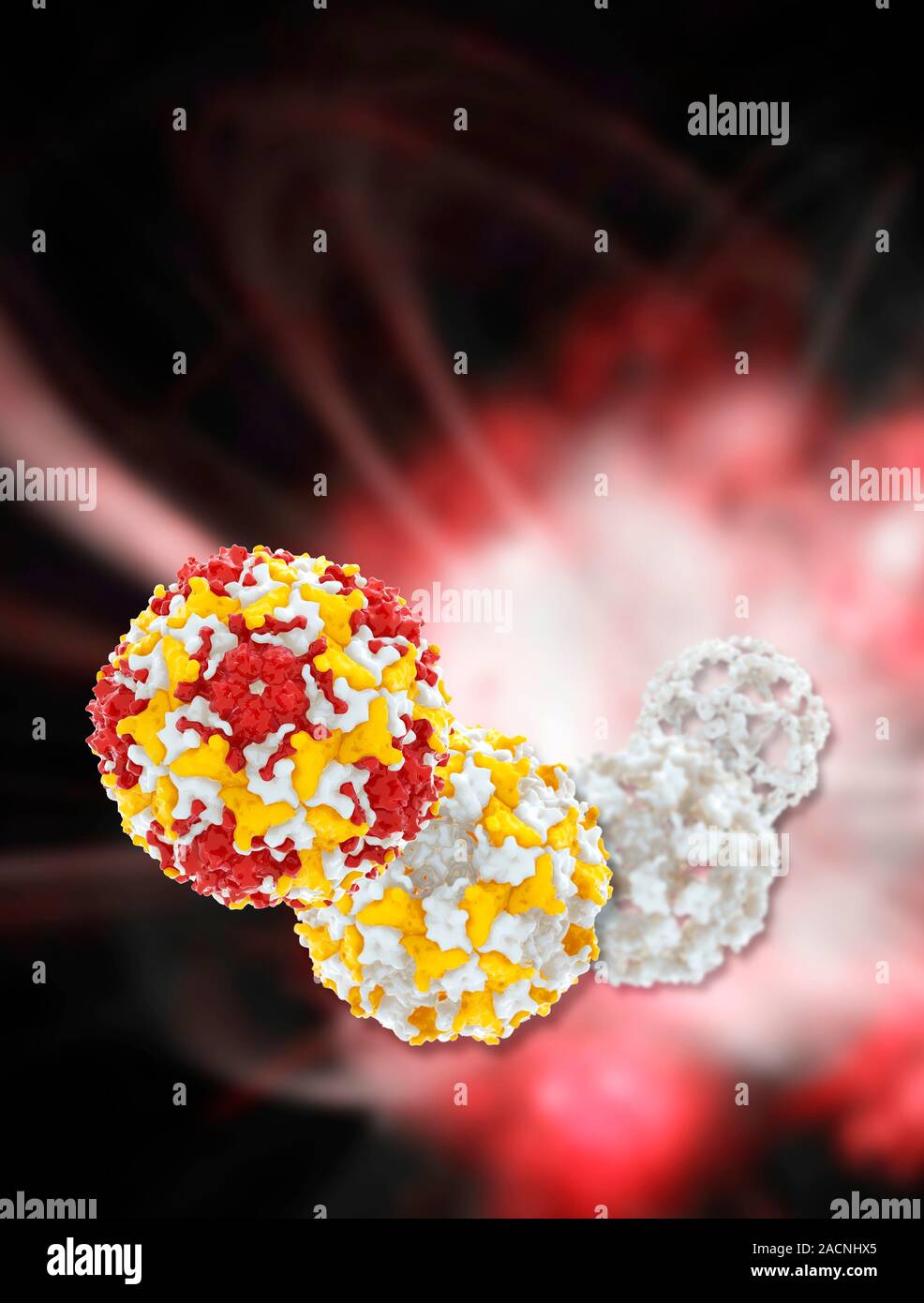 Enterovirus capsid proteins structure. Computer artwork showing how the ...