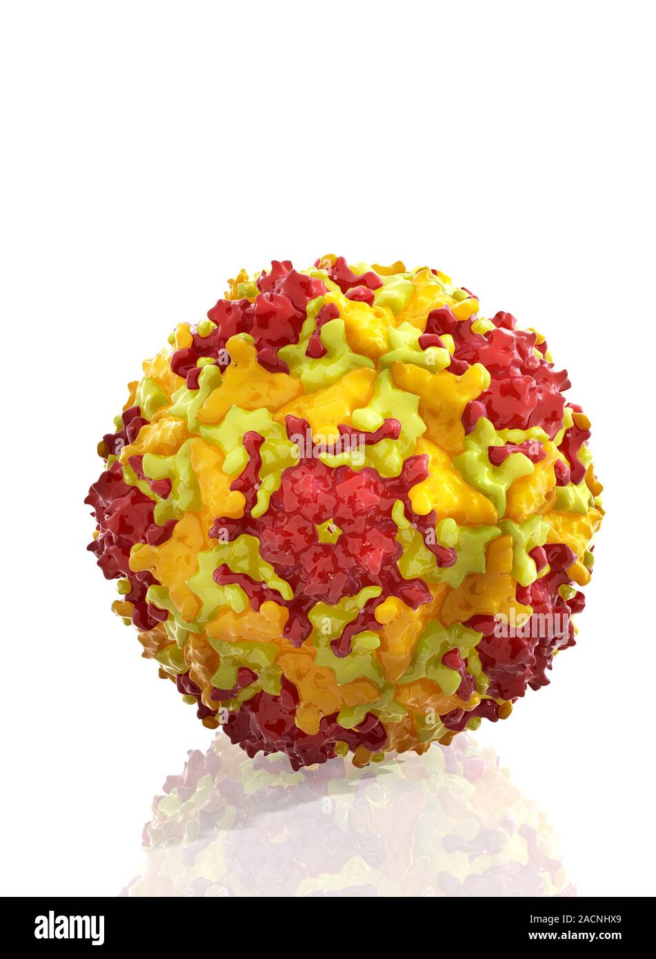 Enterovirus particle. Computer artwork of an enterovirus particle ...