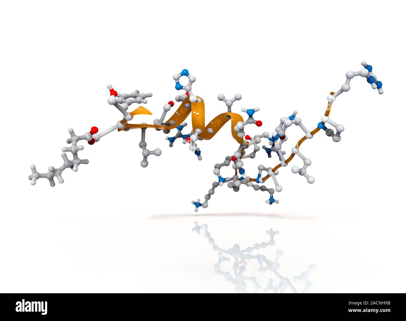 Activated Ghrelin Hormone Molecule Computer Model Showing The Crystal Structure Of The Human