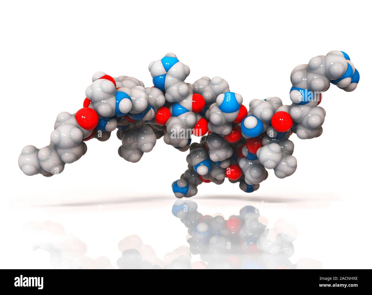 Activated Ghrelin Hormone Molecule Computer Model Showing The Structure Of The Human Hormone