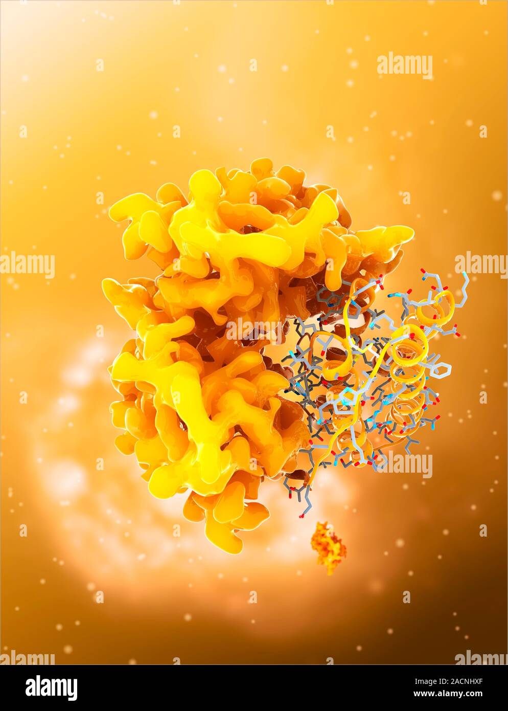 Leptin Molecule Computer Model Showing The Structure Of A Molecule Of The Hormone Leptin
