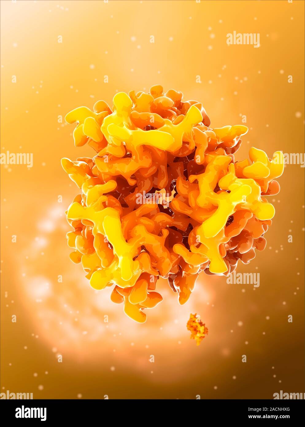 Leptin Molecule Computer Model Showing The Structure Of A Molecule Of
