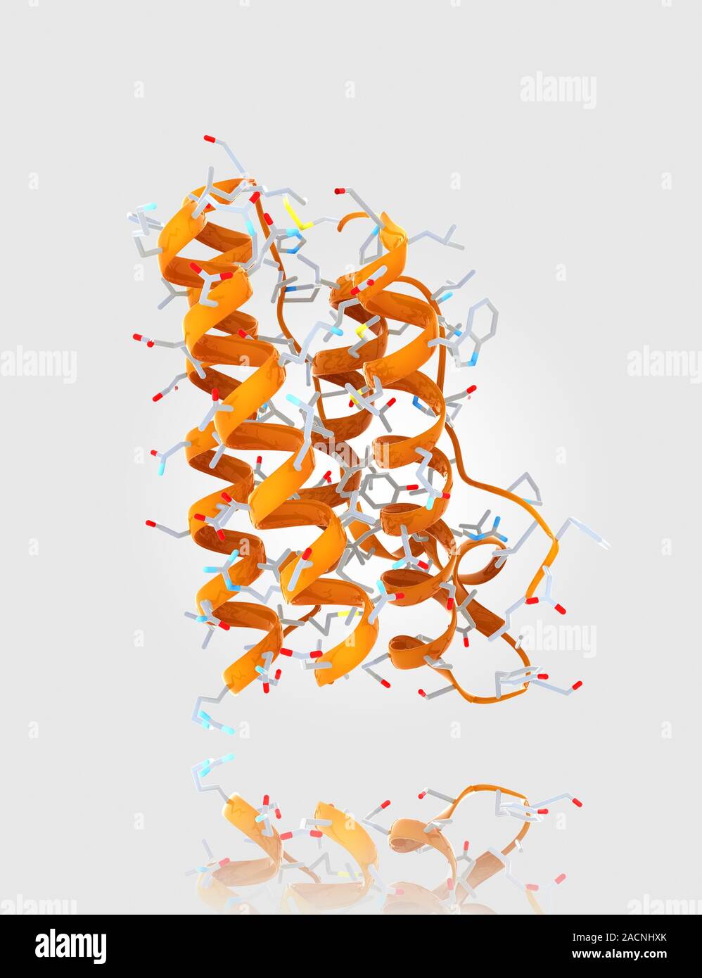 Leptin Molecule Computer Model Showing The Crystal Structure Of A