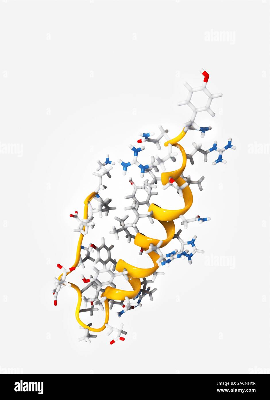Peptide Yy Obesity Hormone Molecule Computer Model Showing The Crystal Structure Of A Molecule