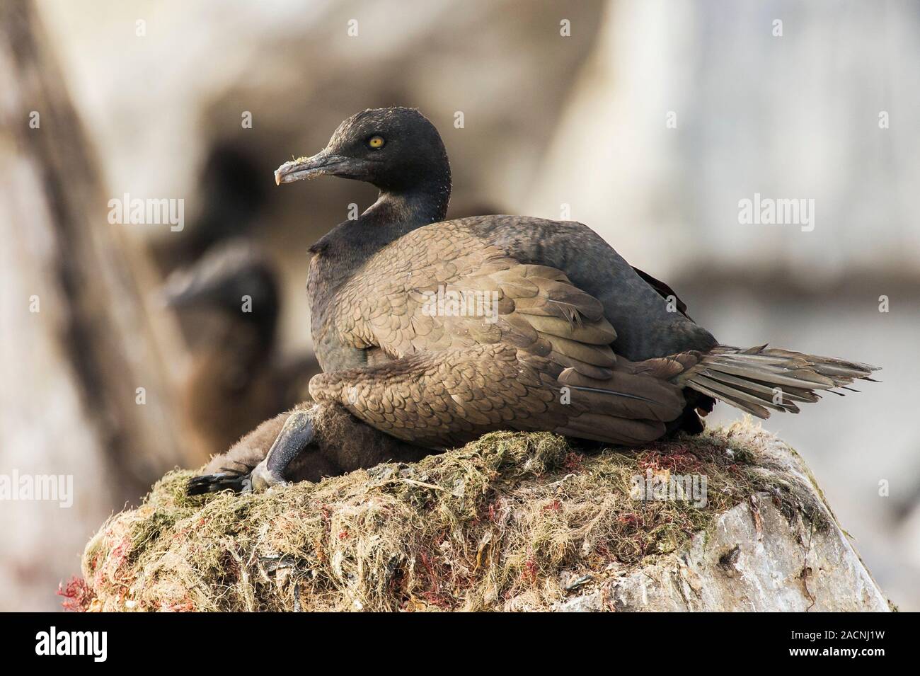 Bank cormorants. Adult bank cormorant (Phalacrocorax neglectus) with a ...