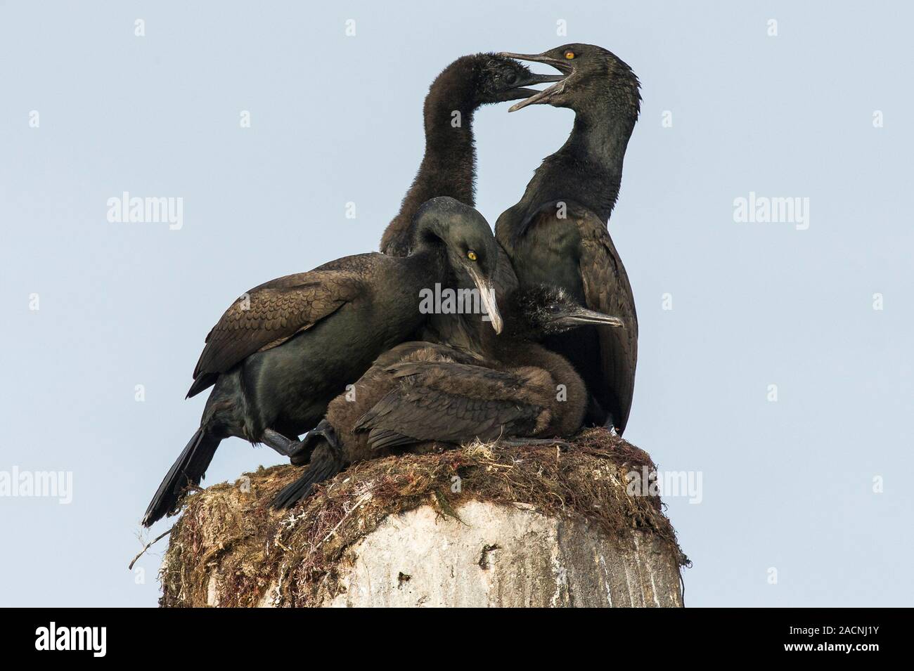 Bank cormorants (Phalacrocorax neglectus) feeding their chicks ...