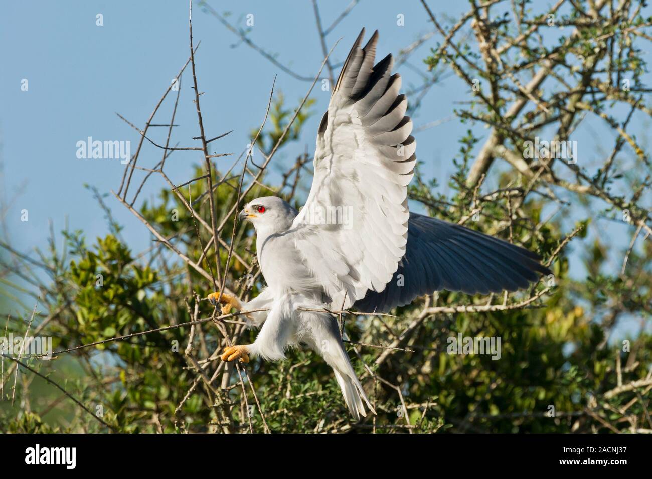 Black-shouldered kite (Elanus axillaris) breaking branches for nesting ...