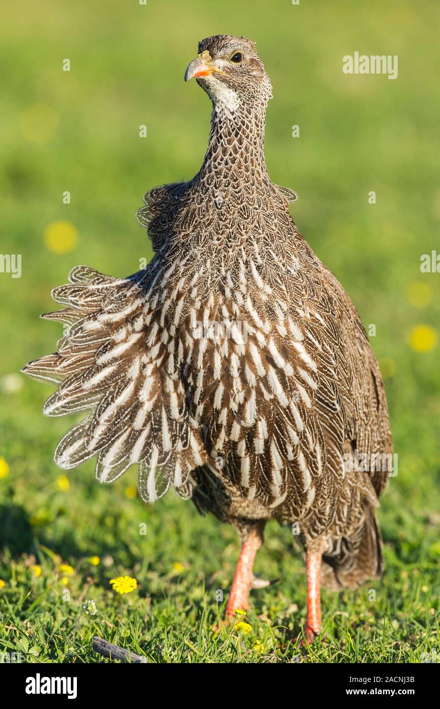 Cape spurfowl. The Cape spurfowl, or Cape Francolin, (Pternistis ...