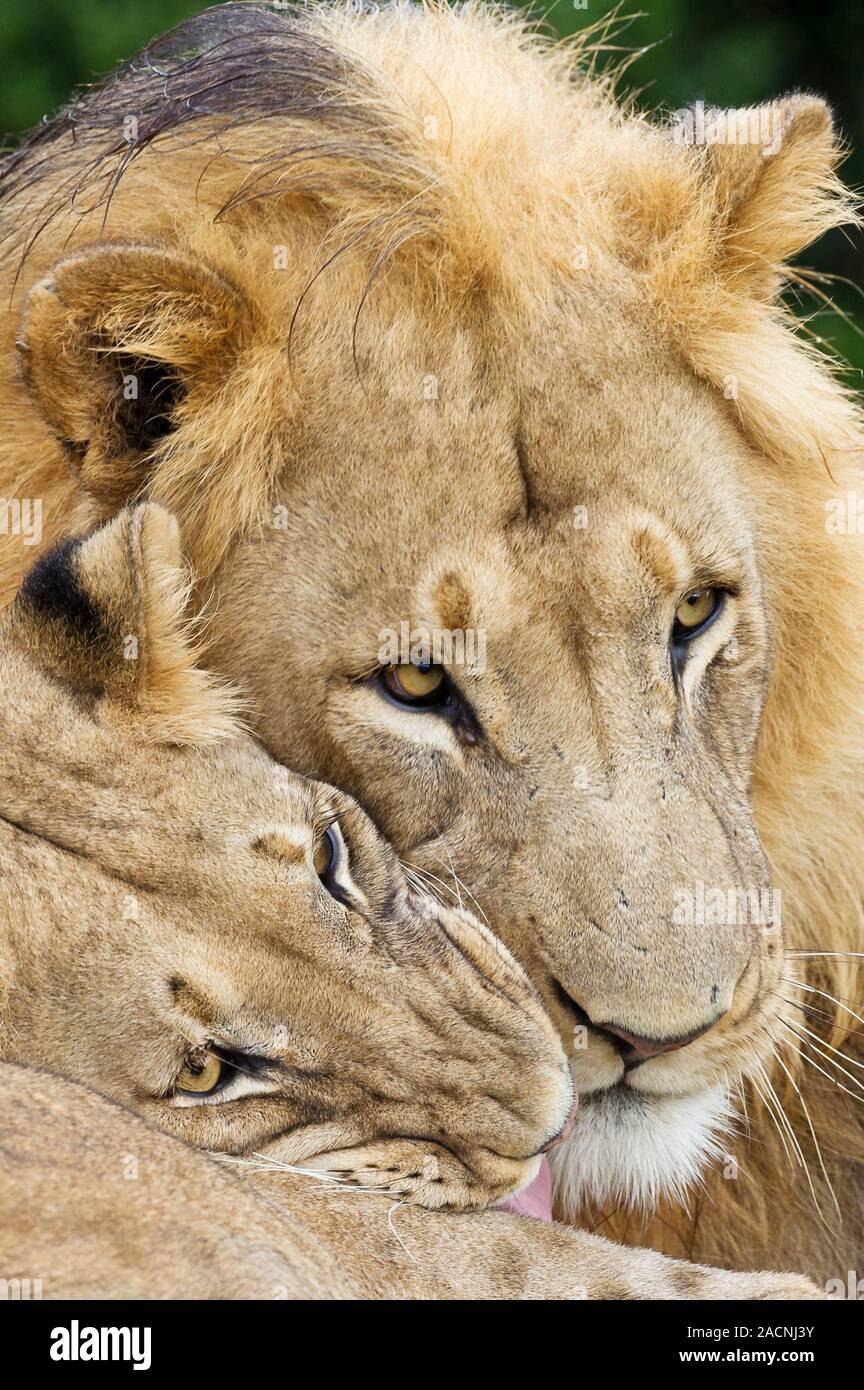 African lions. Lion and lioness (Panthera leo) nuzzling in affection ...