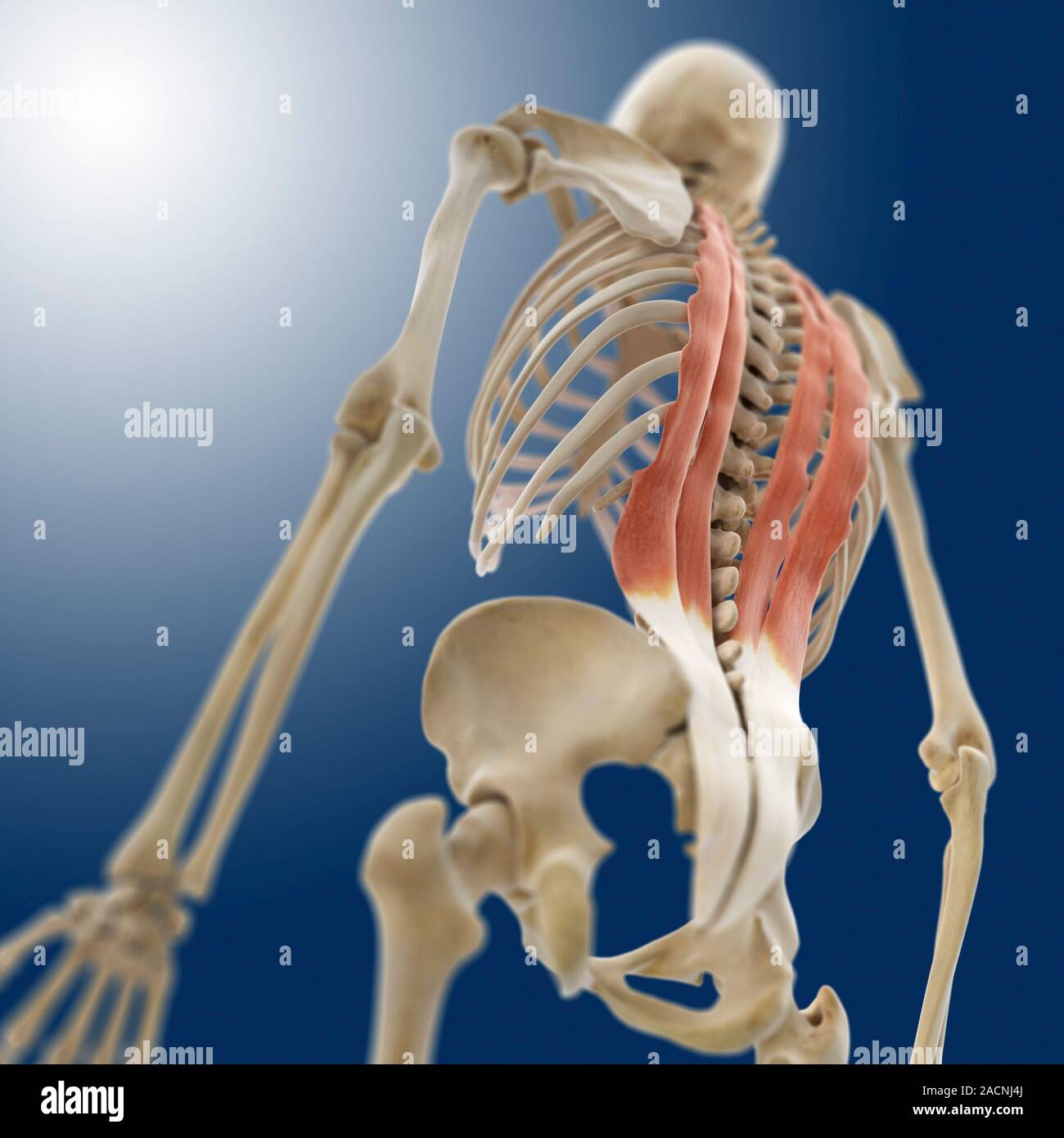 Back muscles. Computer artwork showing selected muscles of the back ...