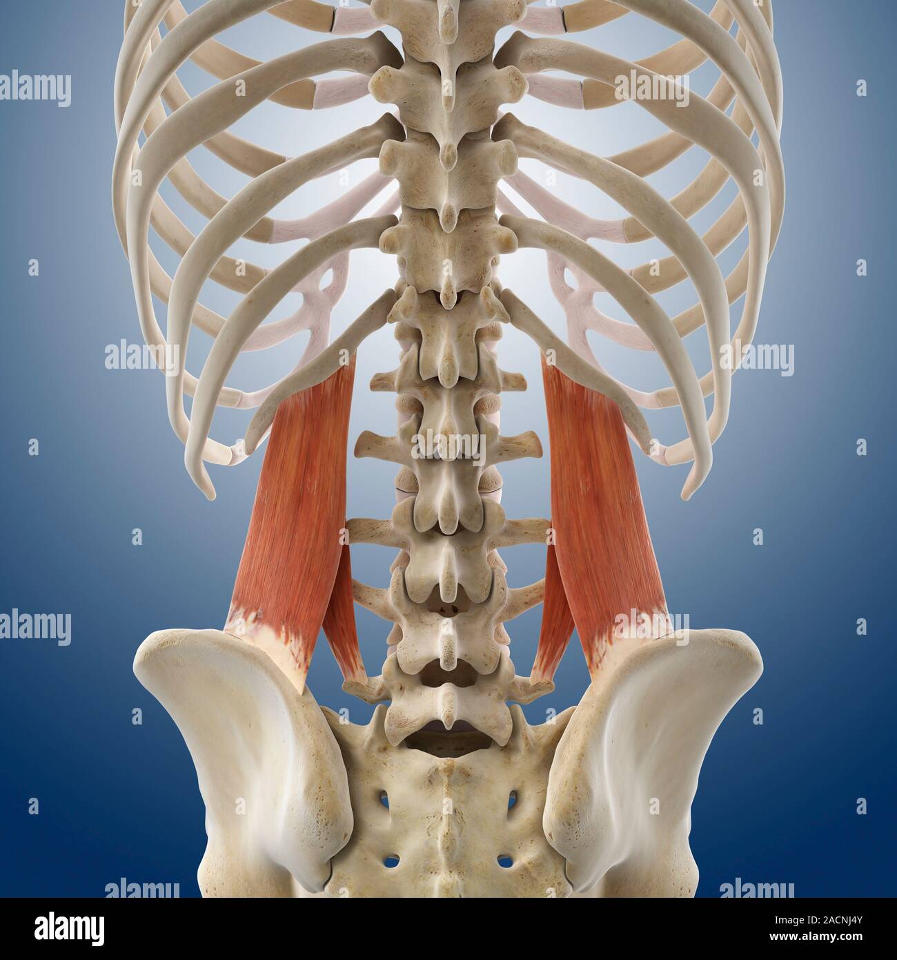 Back Muscle Anatomy Quadratus Lumborum at Holly Bunny blog