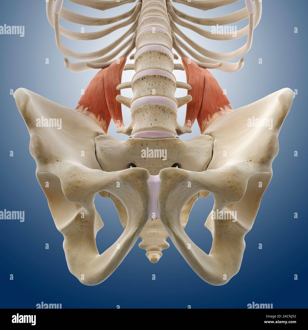 Lower back muscles. Computer artwork showing the quadratus lumborum ...