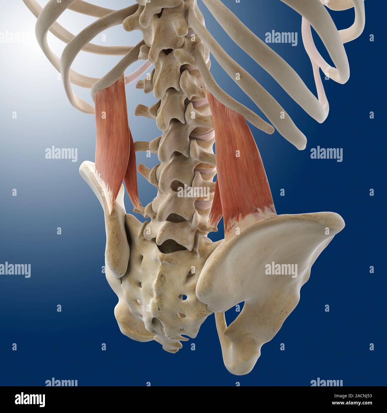 Lower back muscles. Computer artwork showing the quadratus lumborum ...