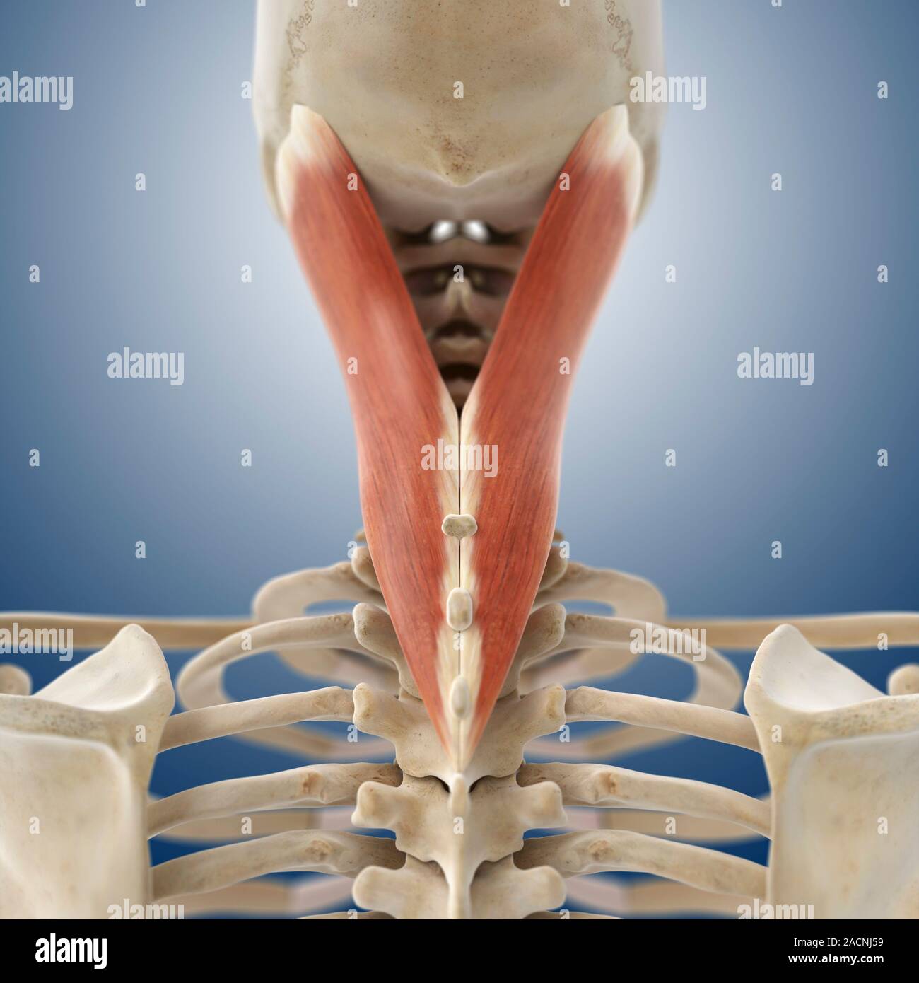 Neck muscle. Computer artwork showing the splenius capitis muscle of ...